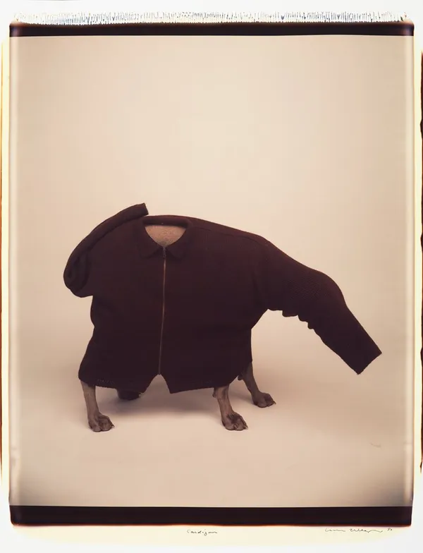 穿著大衣的威瑪犬，William Wegman鏡頭下的狗日子人生 | ShoppingDesign