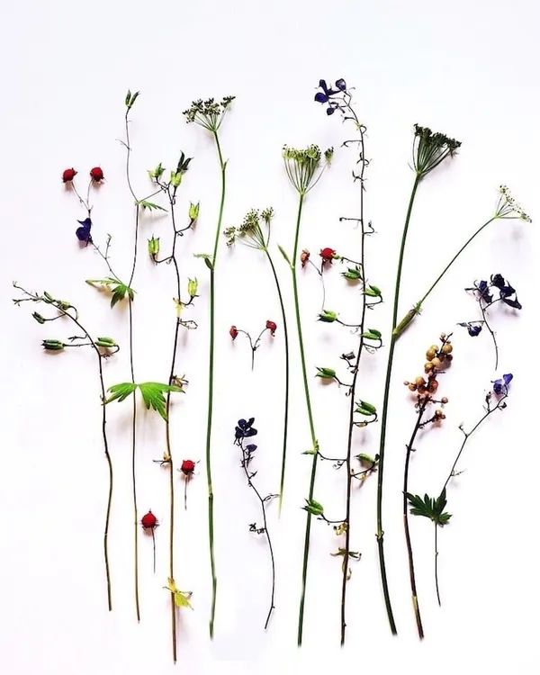 優雅又治癒的「植物系」攝影：韓國藝術家Ja Soon Kim捕捉自然之美 | ShoppingDesign