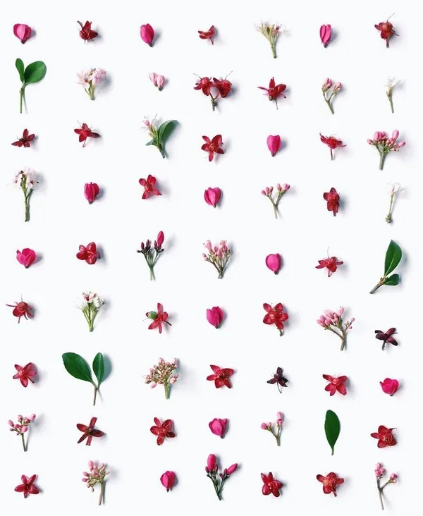 優雅又治癒的「植物系」攝影：韓國藝術家Ja Soon Kim捕捉自然之美 | ShoppingDesign