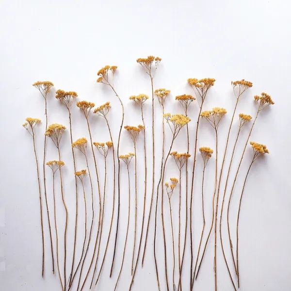 優雅又治癒的「植物系」攝影：韓國藝術家Ja Soon Kim捕捉自然之美 | ShoppingDesign
